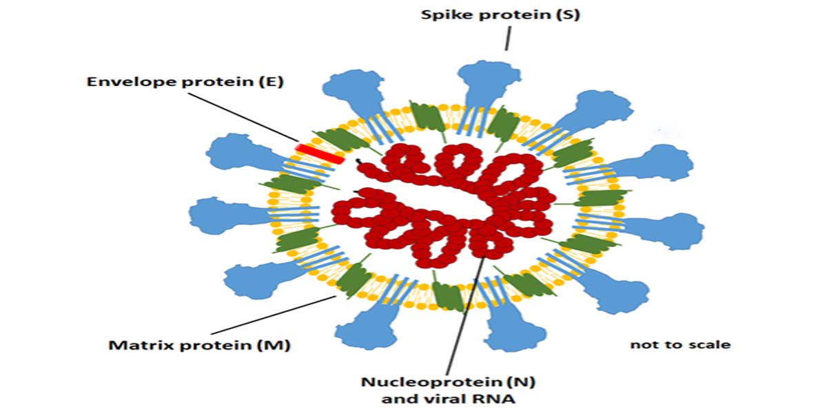 CEEZAD/CCICADA Workshop on COVID-19 Vaccines: Efficacy & Safety - CCICADA